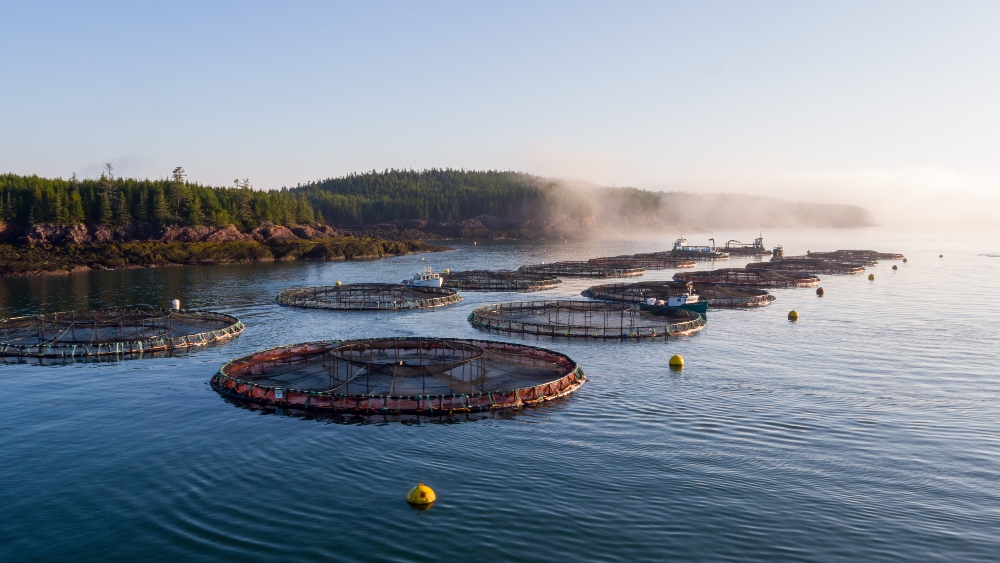 Cooke Aquaculture Optimizes Customer Relationships and Logistics With ...